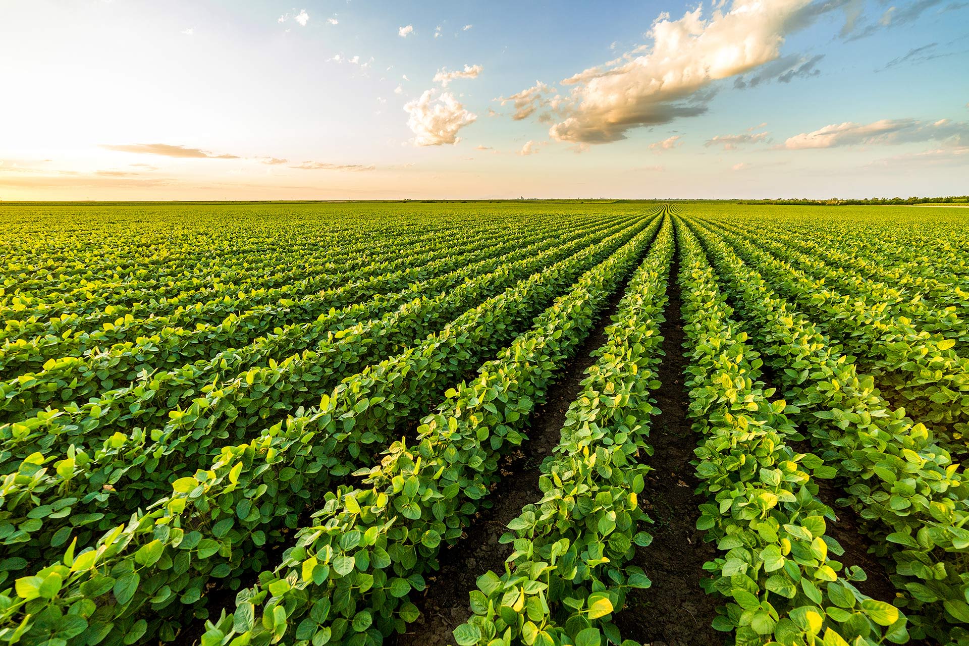 Makkah Agricutural Agencies